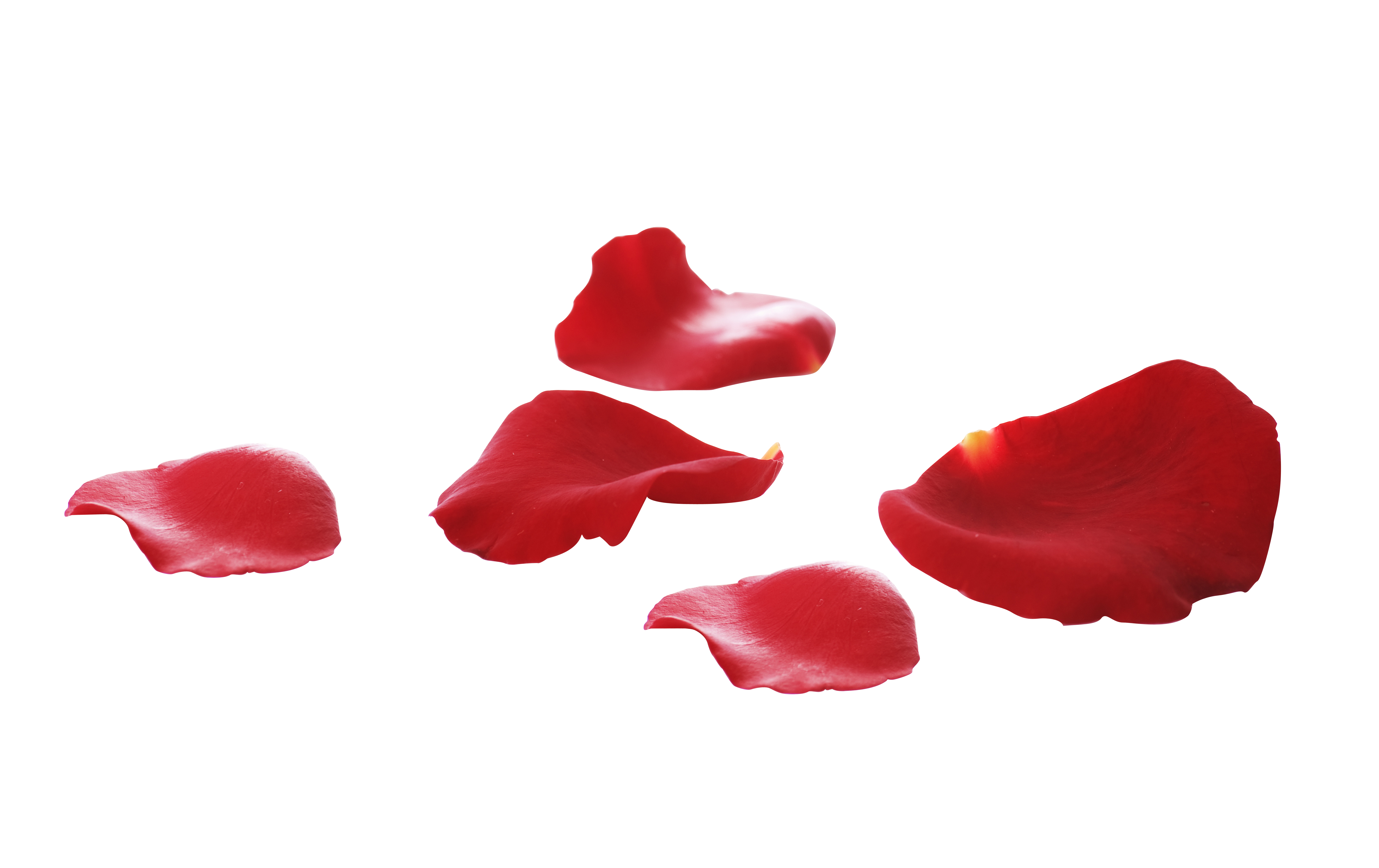 Pétalas Rosa Png Baixar Imagens Em Png